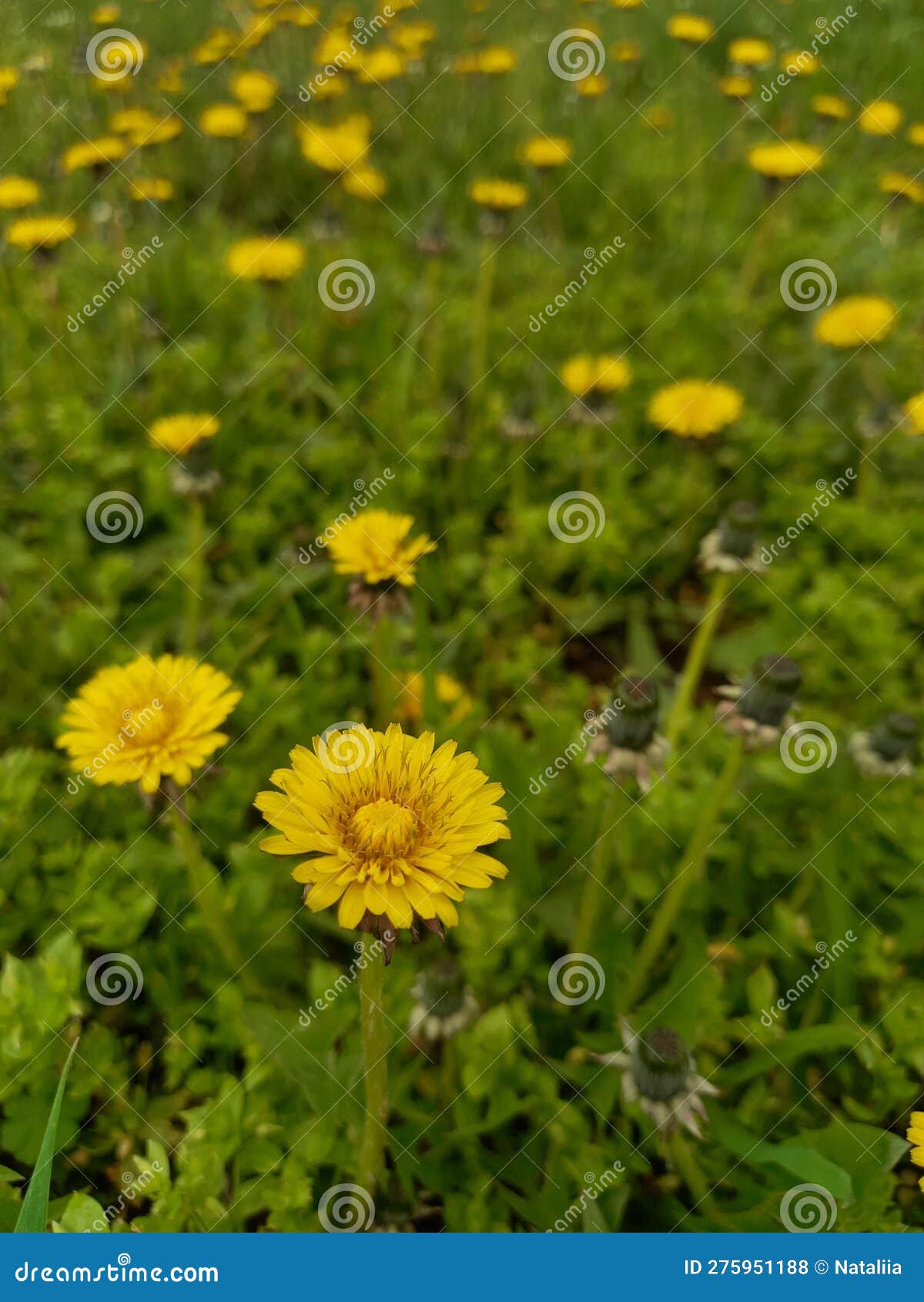 Spring_Dandelion field stock photo. Image of dandelion - 275951188