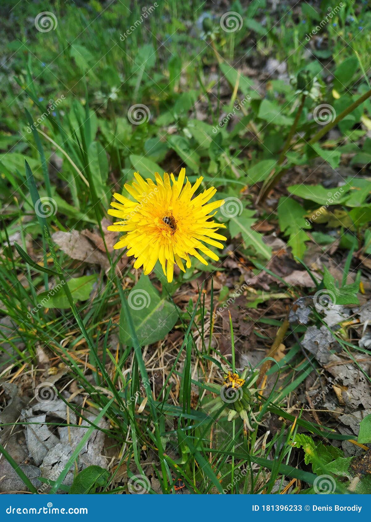 Spring Dandelion Flower with Bee Stock Image - Image of yellow, buds ...
