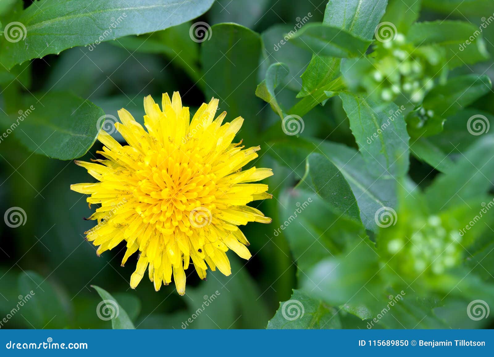 A Spring Dandelion Flower stock photo. Image of spring - 115689850
