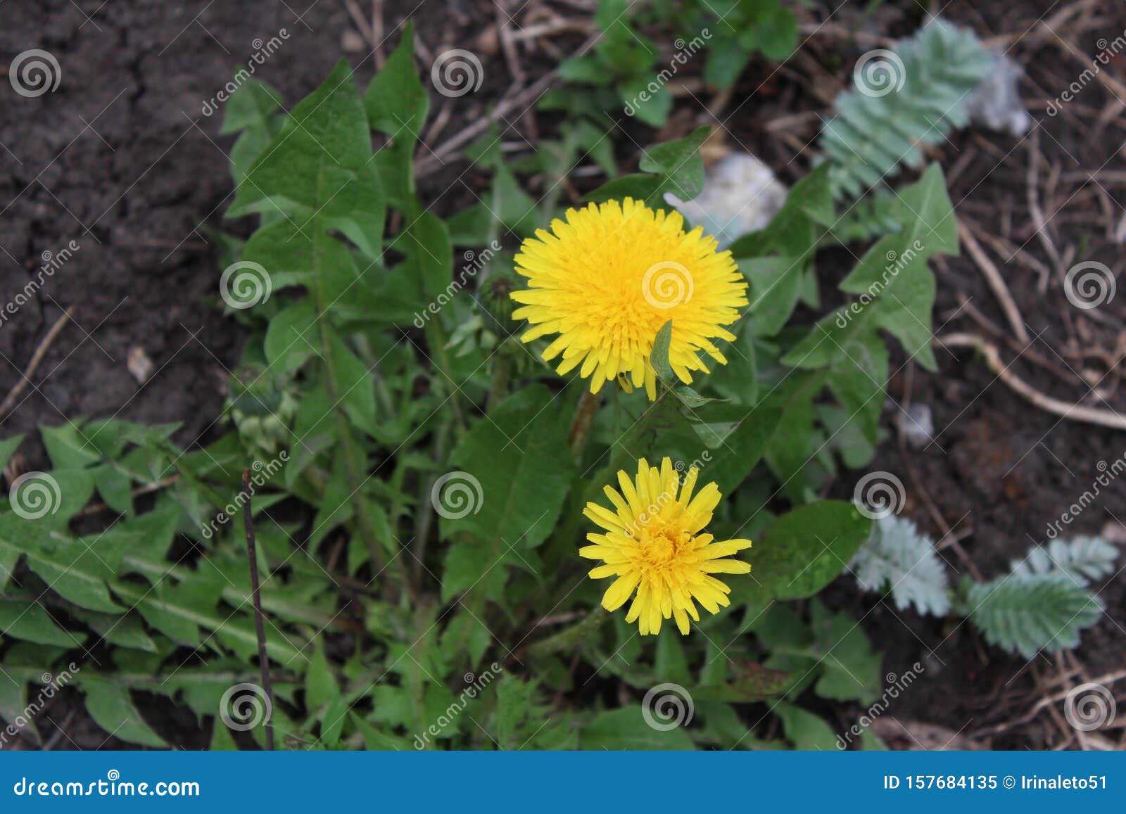 Spring dandelion flower stock image. Image of nature - 157684135