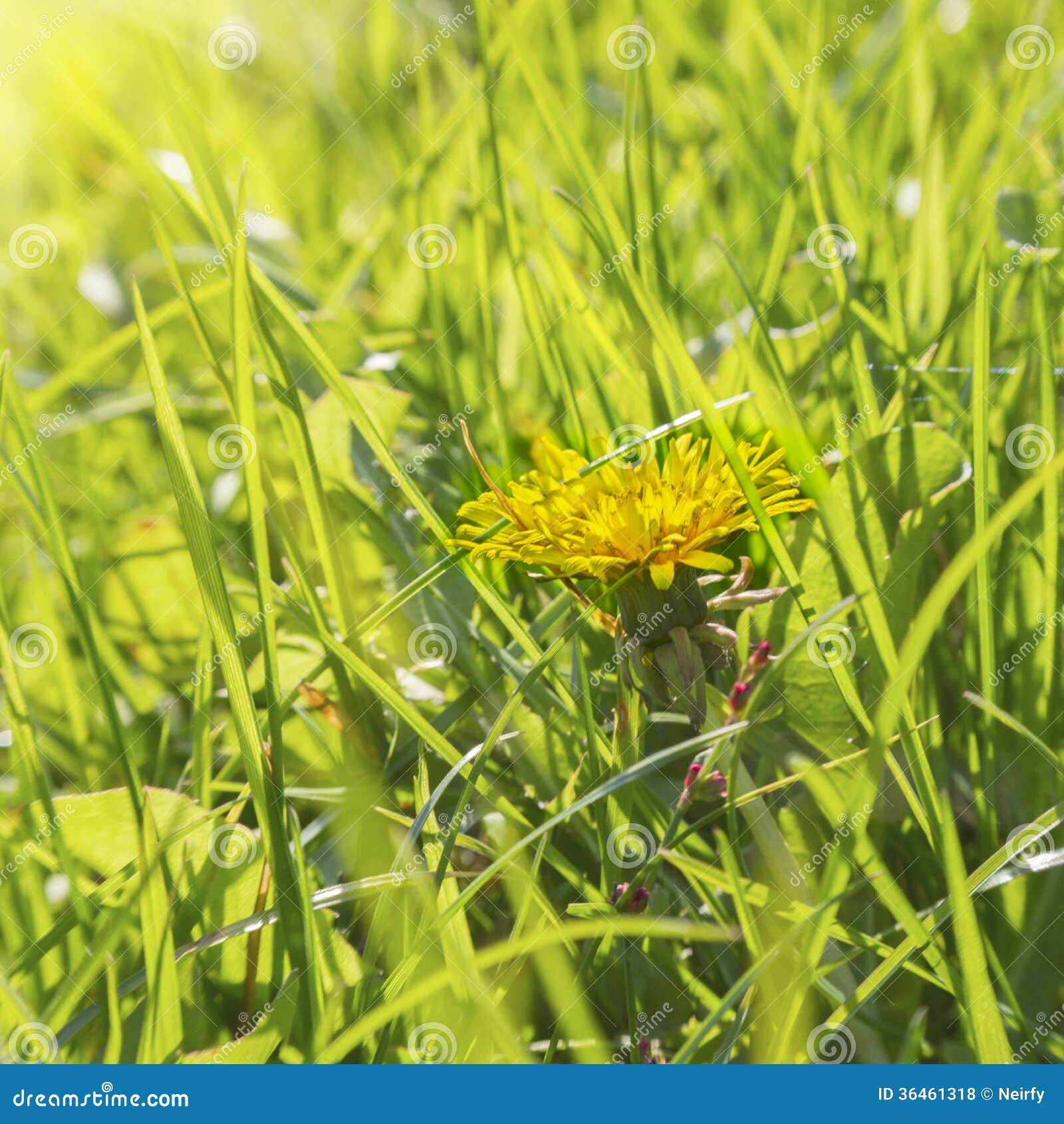 Spring dandelion stock photo. Image of macro, grass, country - 36461318