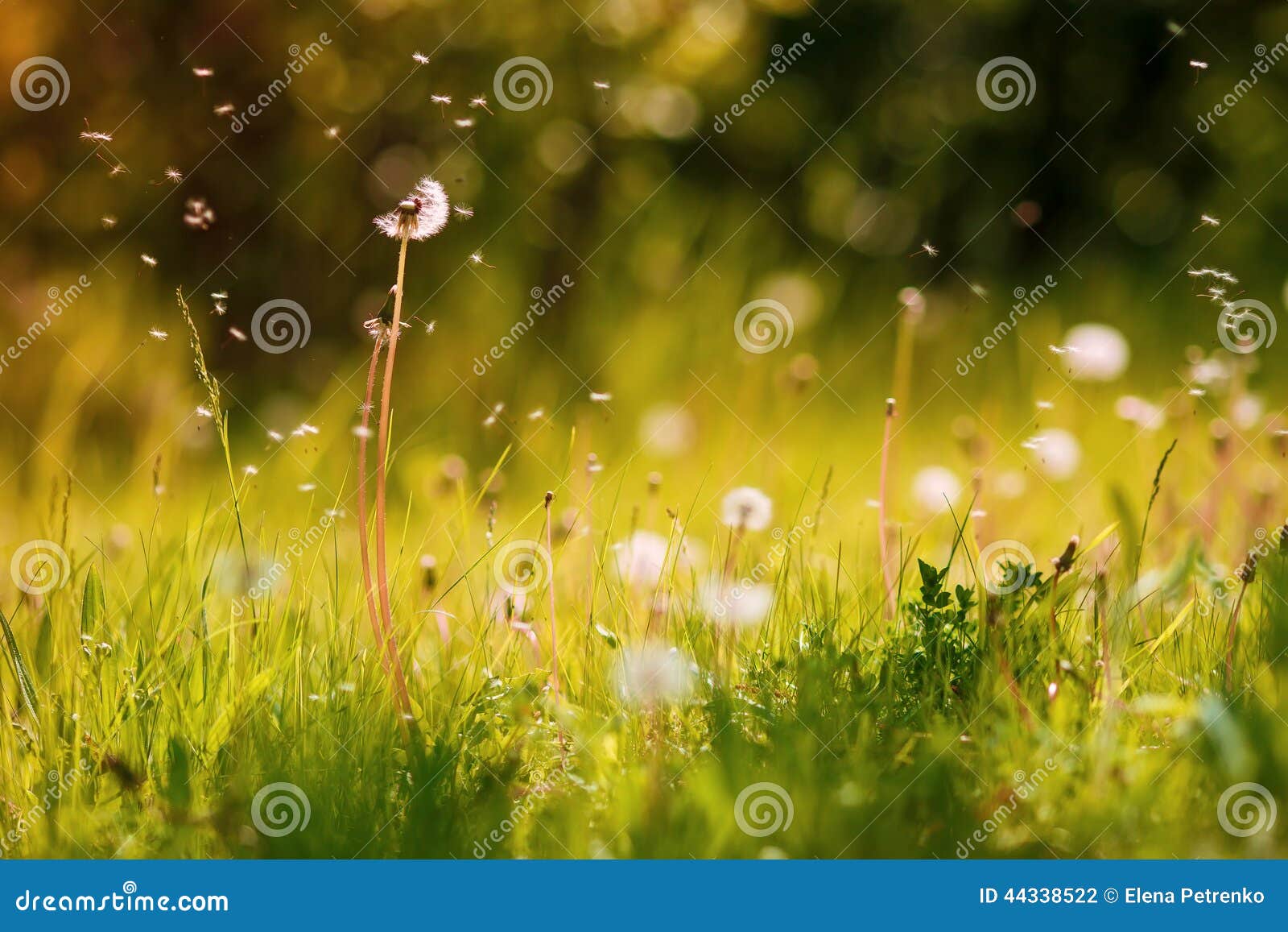 Spring dandelion stock photo. Image of green, purity - 44338522