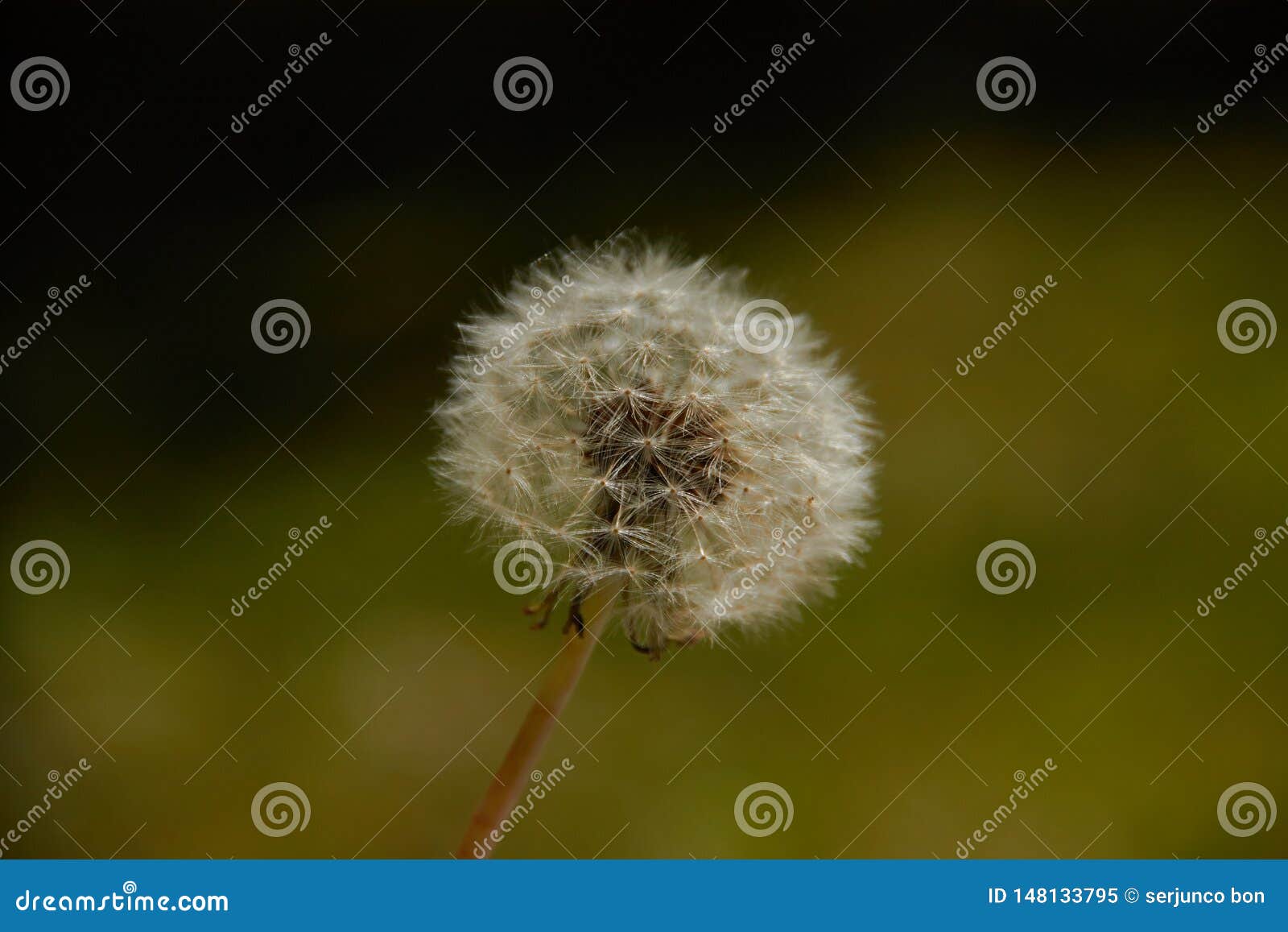 Spring Dandelion on Green Natural Background Stock Image - Image of ...