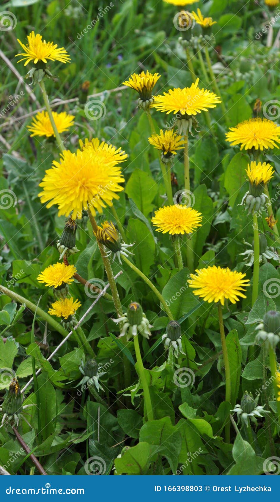 In Spring, Dandelion Blooms in Nature Stock Image - Image of color ...