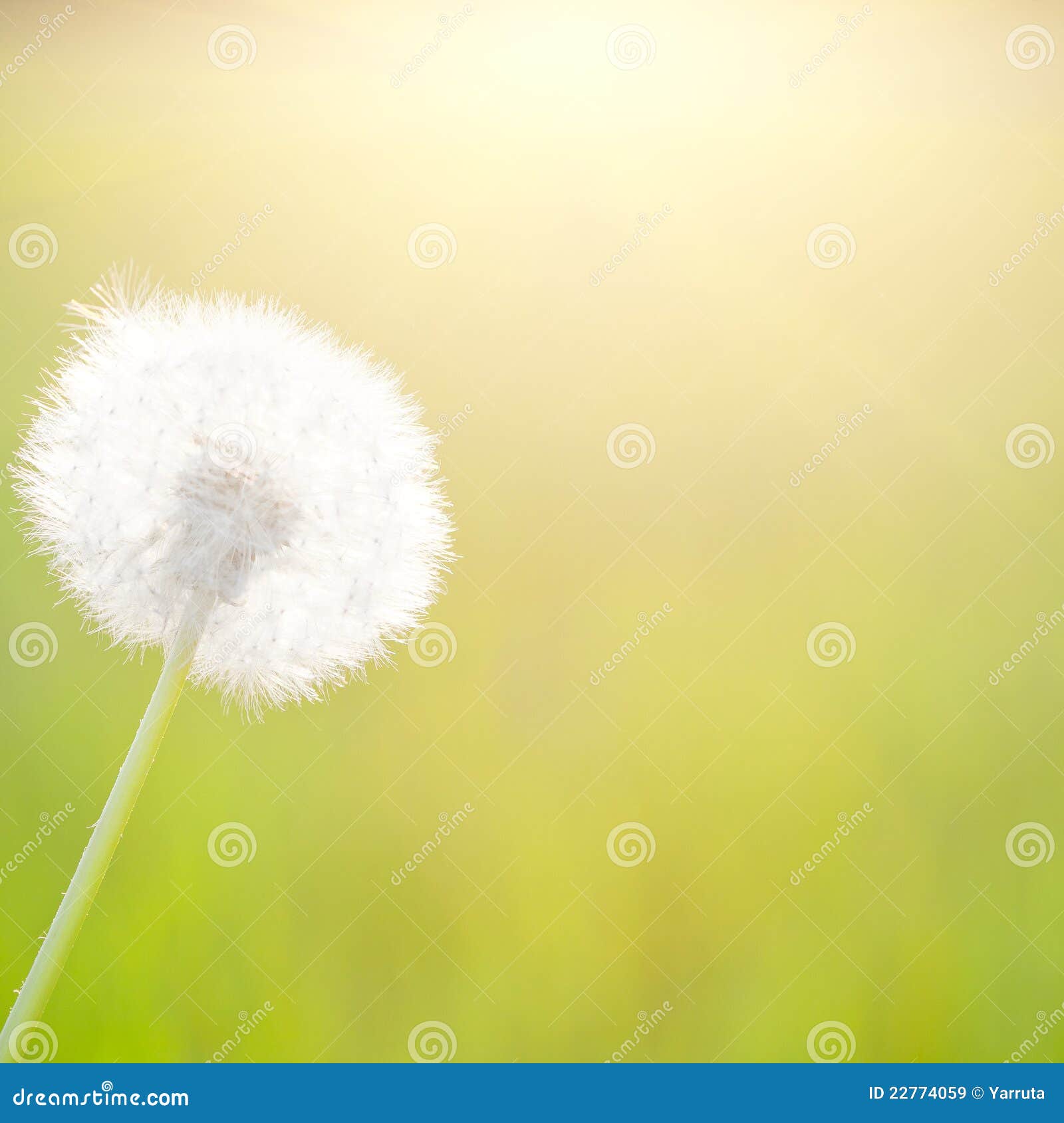 Spring Dandelion in Sunshine Stock Image - Image of nature, environment ...