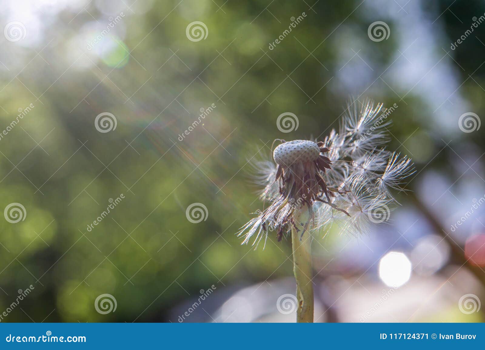 Spring Dandelion on the Wind Stock Image - Image of green, fluff: 117124371
