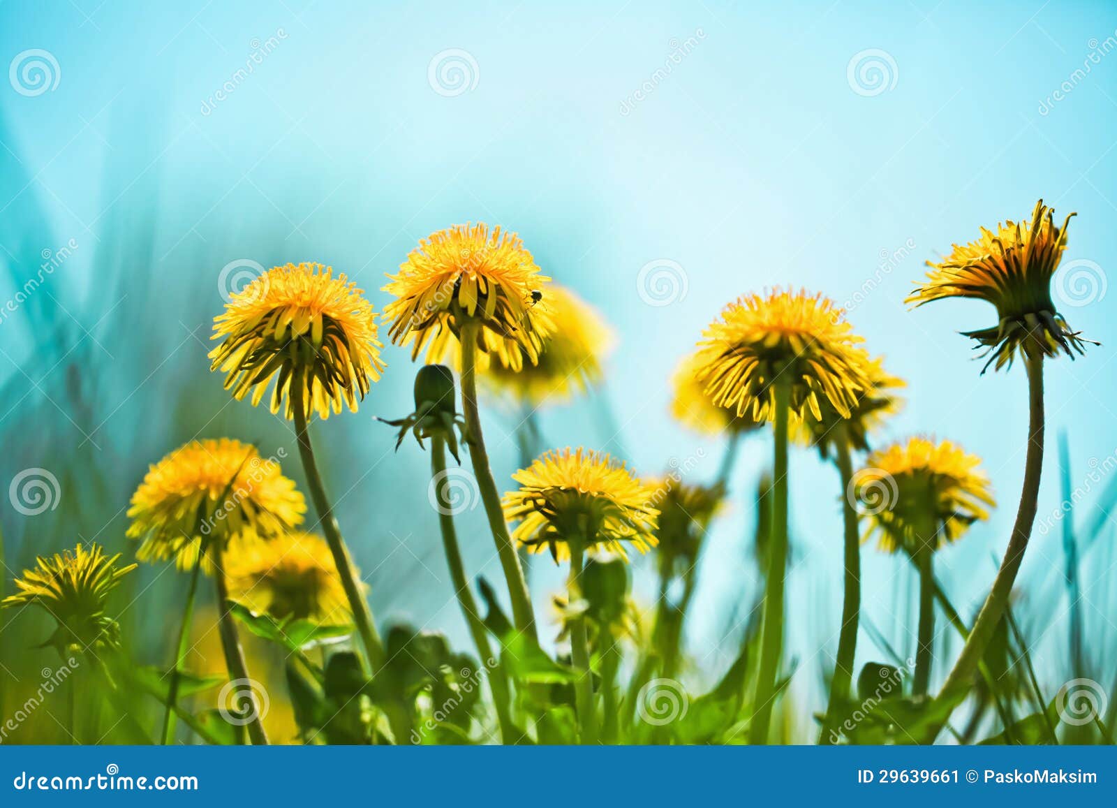 Spring dandelions stock image. Image of sunrise, season - 29639661