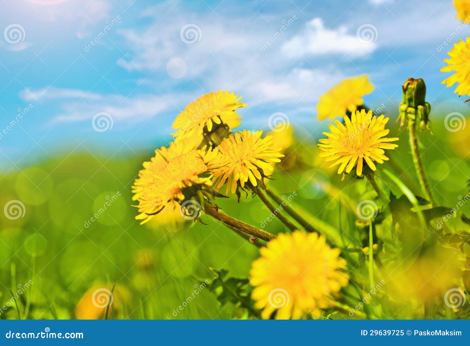 Spring dandelions stock image. Image of paradise, chamomile - 29639725