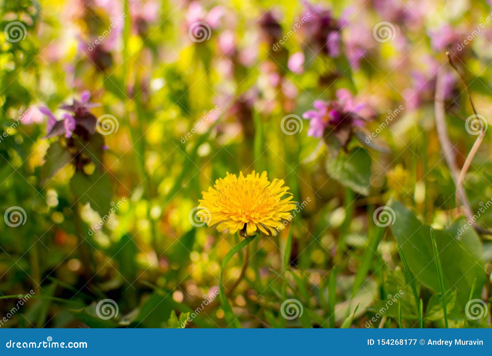 Spring and dandelions stock image. Image of summer, beauty - 154268177