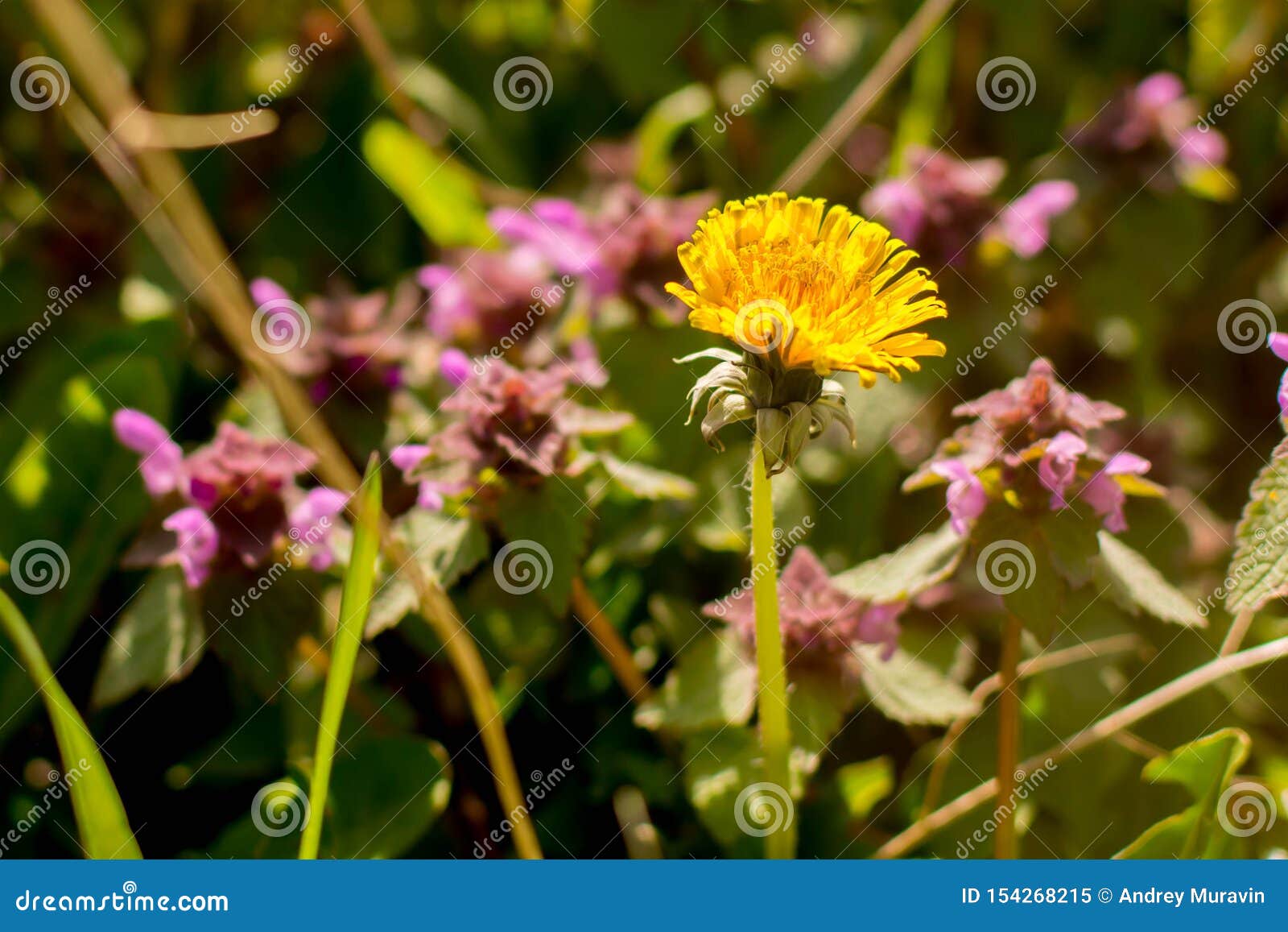Spring and dandelions stock image. Image of natural - 154268215