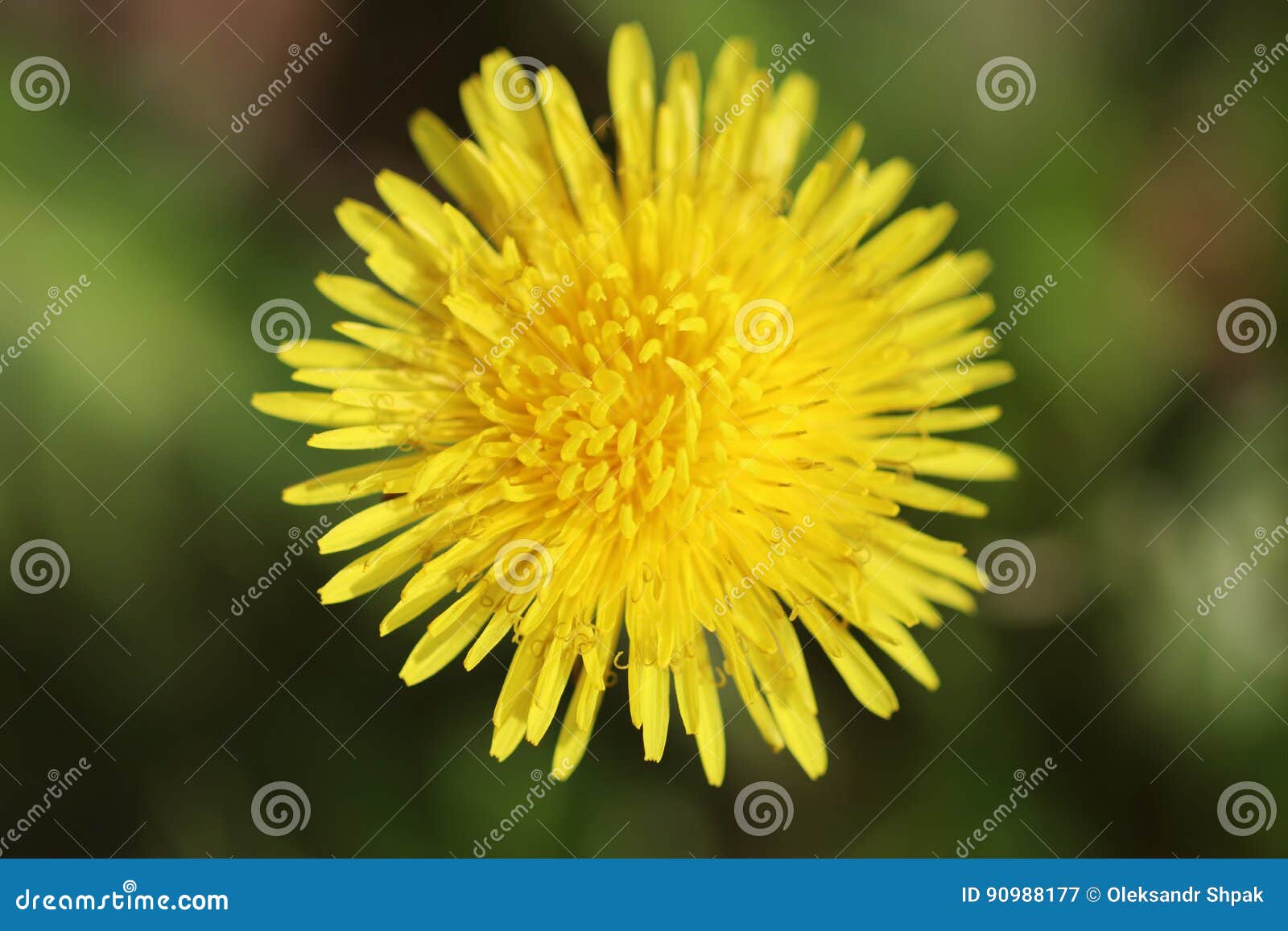 Spring Dandelions on a Green Background. Daylight Stock Image - Image ...