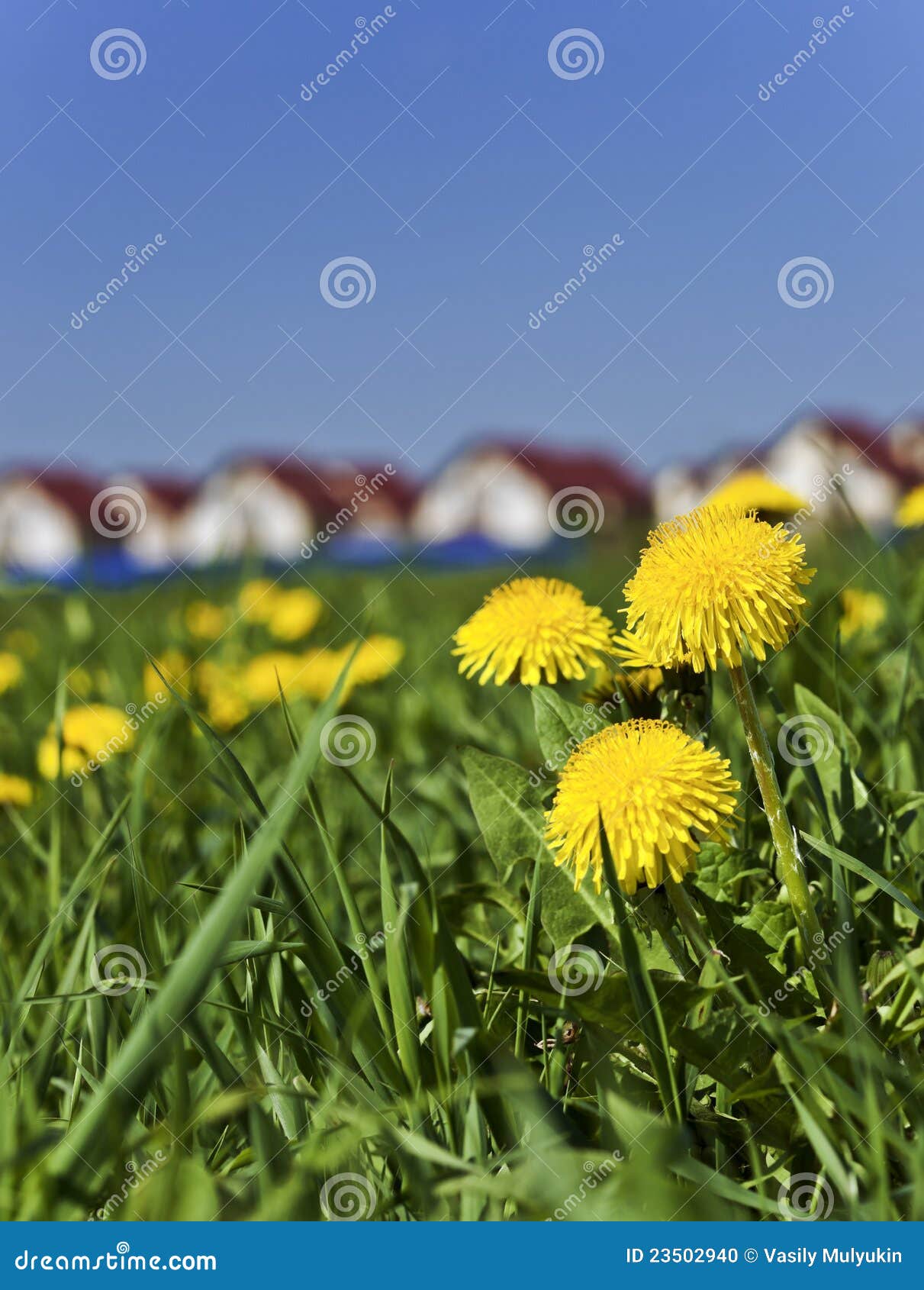 Spring Dandelions Next To the Village Stock Photo - Image of nature ...