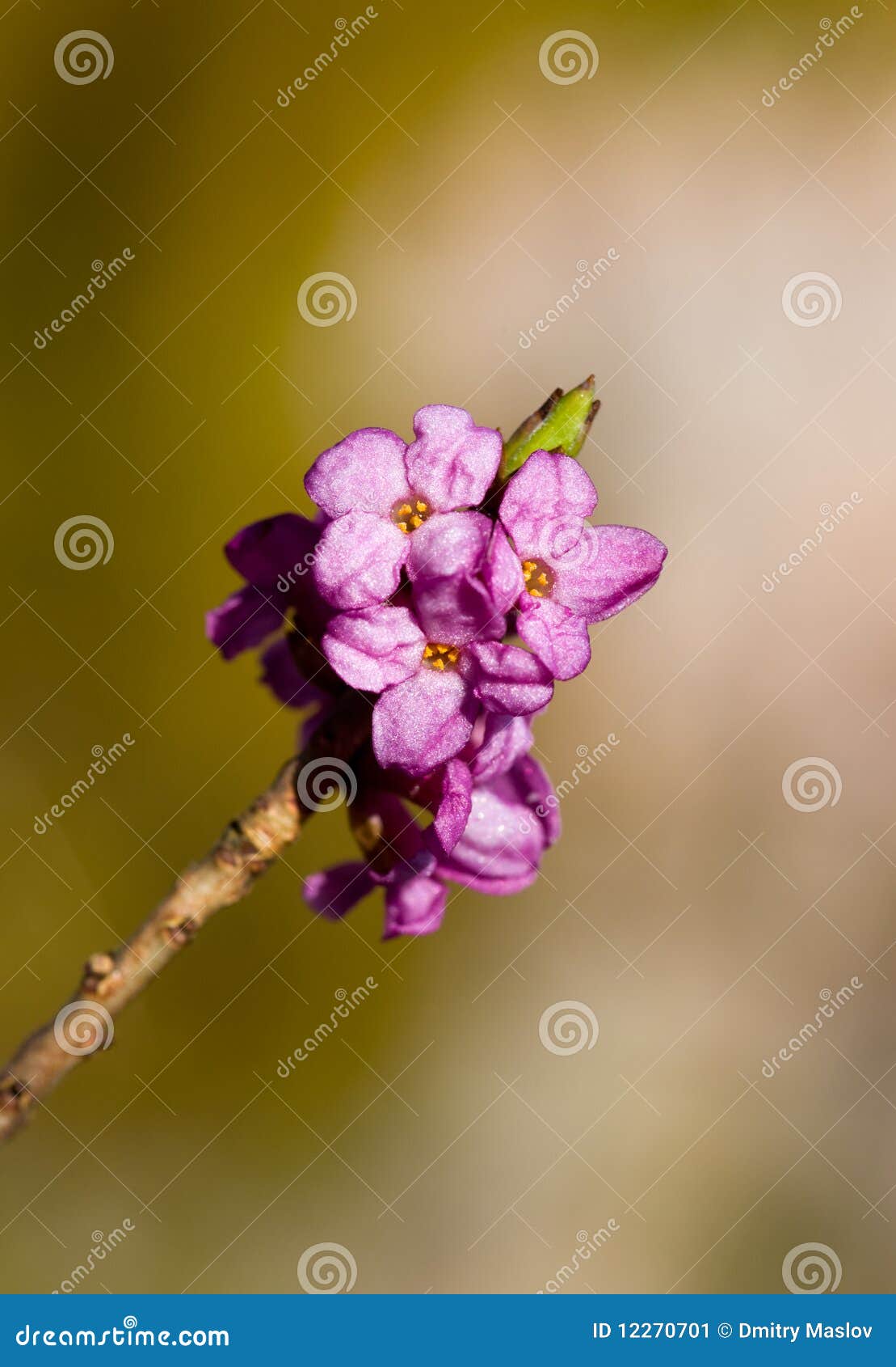 Spring daphne stock image. Image of plant, nature, flower - 12270701