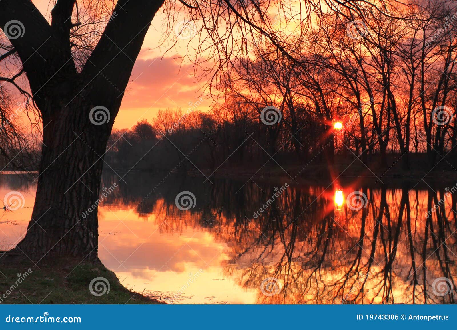 Spring Dawn stock photo. Image of gold, cane, edges, foggy - 19743386