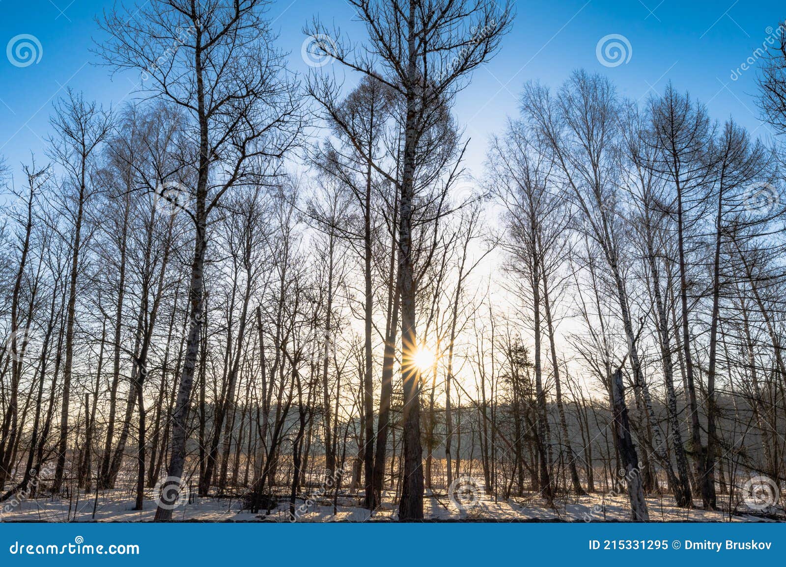 Spring dawn in the forest stock image. Image of plant - 215331295