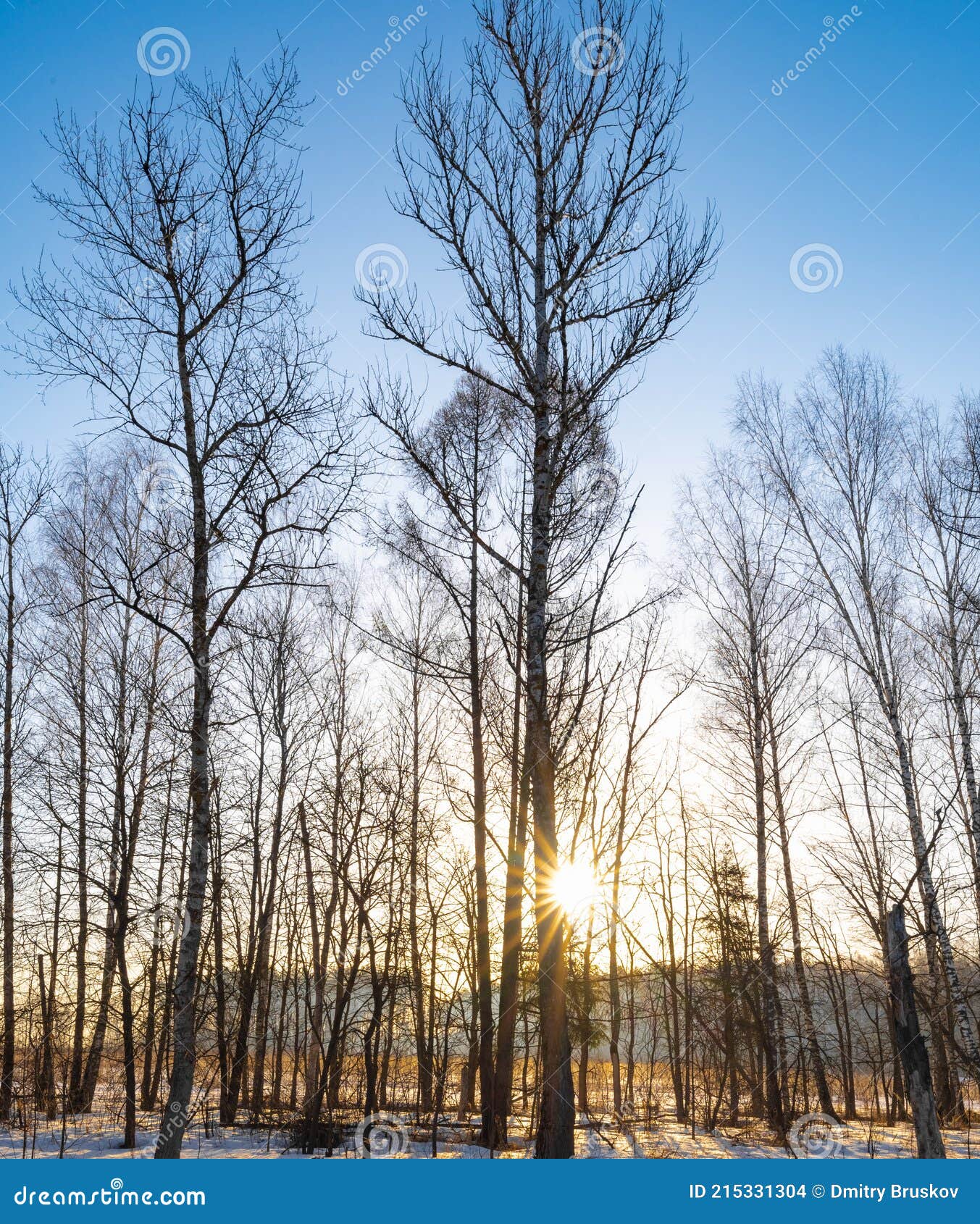 Spring dawn in the forest stock photo. Image of authentic - 215331304