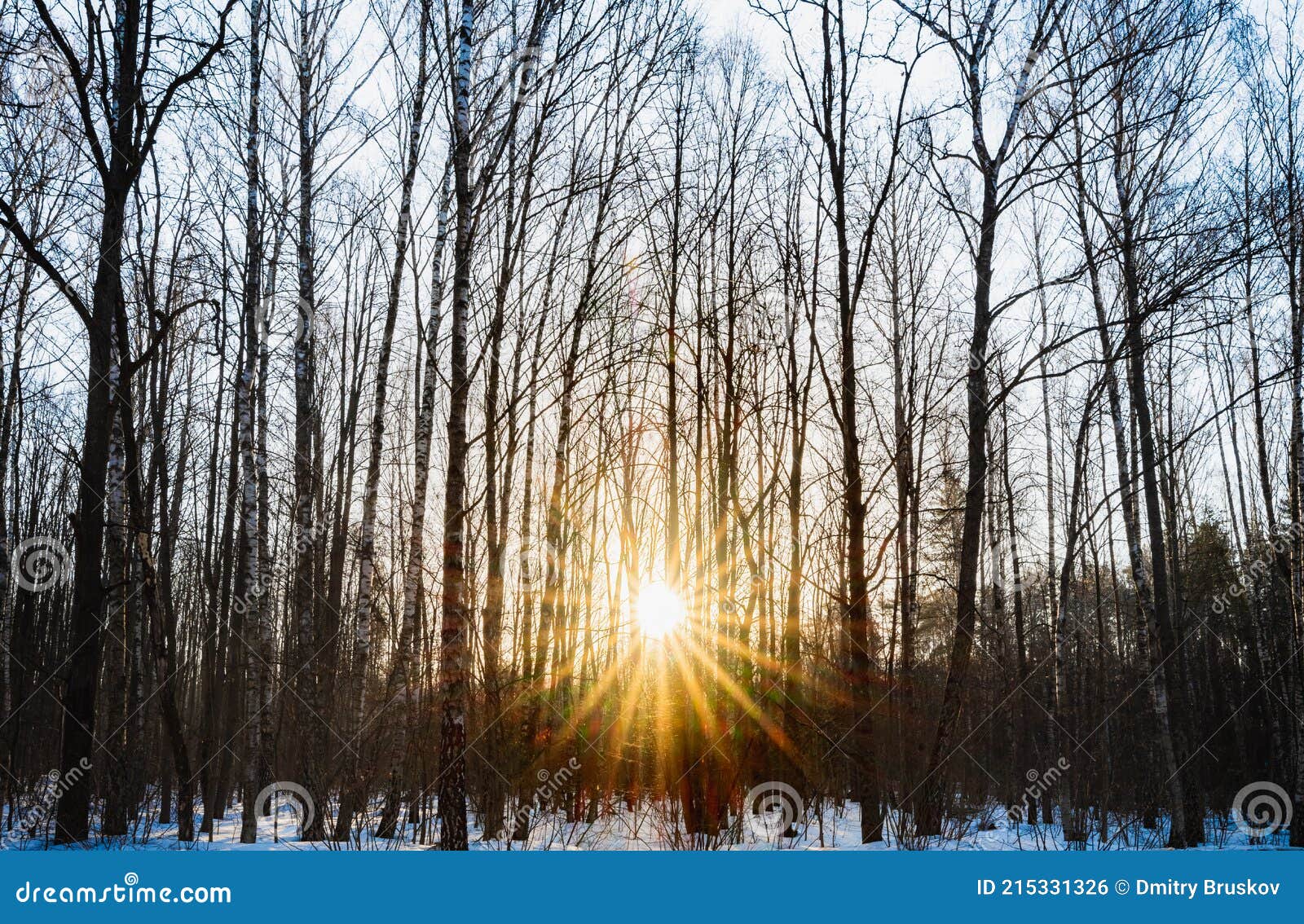 Spring dawn in the forest stock photo. Image of scenics - 215331326