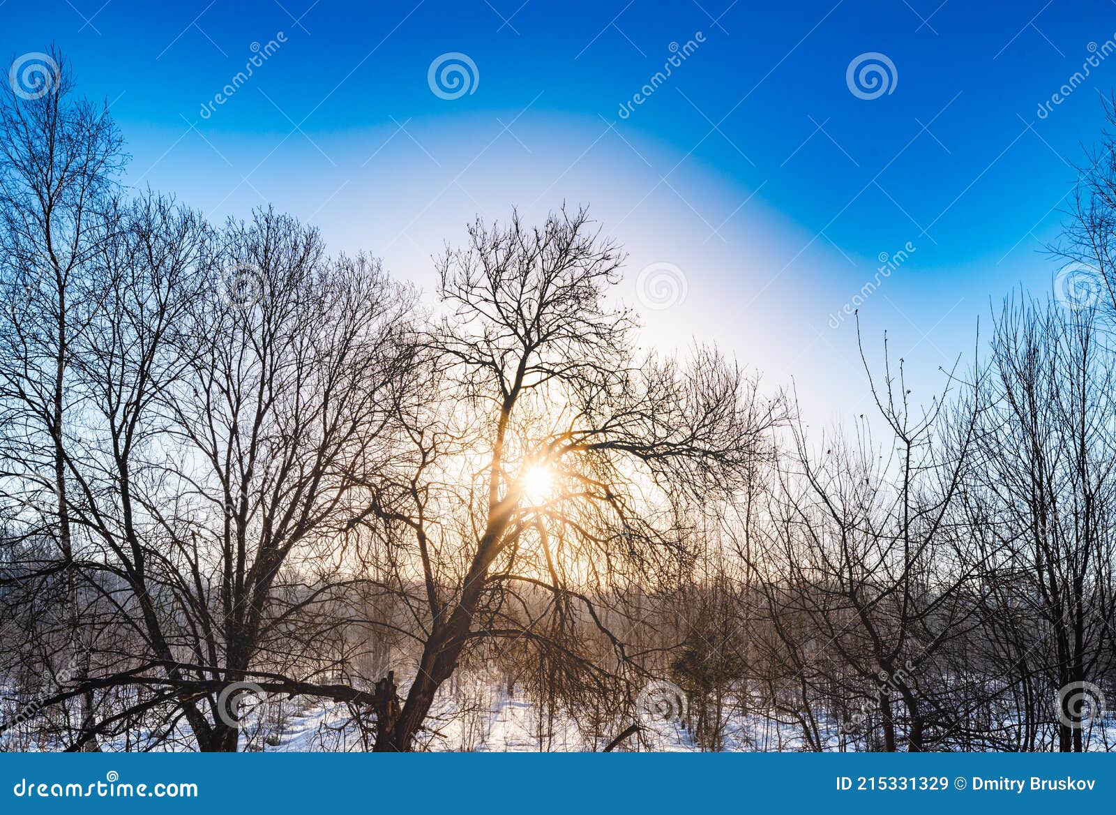 Spring dawn in the forest stock image. Image of peaceful - 215331329