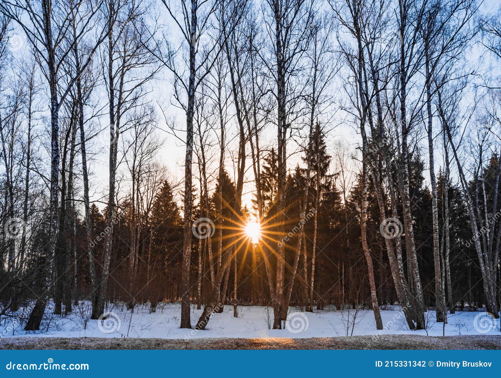 Spring dawn in the forest stock photo. Image of sunlight - 215331342