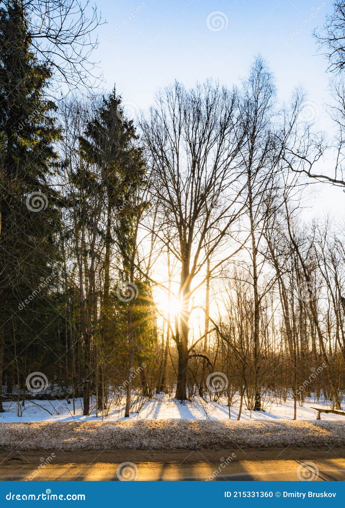 Spring dawn in the forest stock photo. Image of sunlight - 215331360