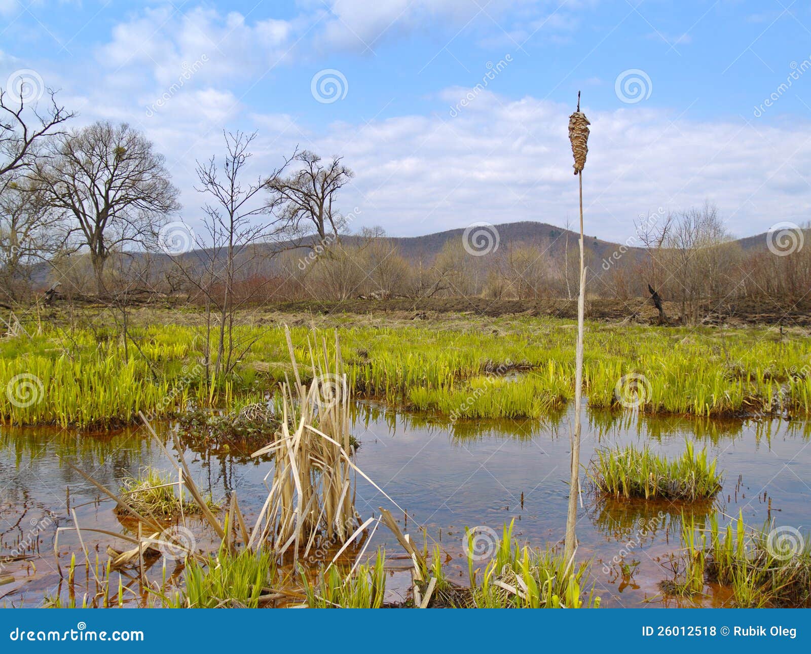 Spring Day on the Bank of a Bog Stock Photo - Image of water, green ...