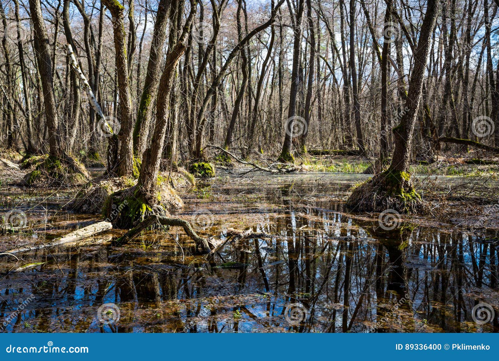 Spring Day on Bog in Forest Stock Photo - Image of grass, park: 89336400