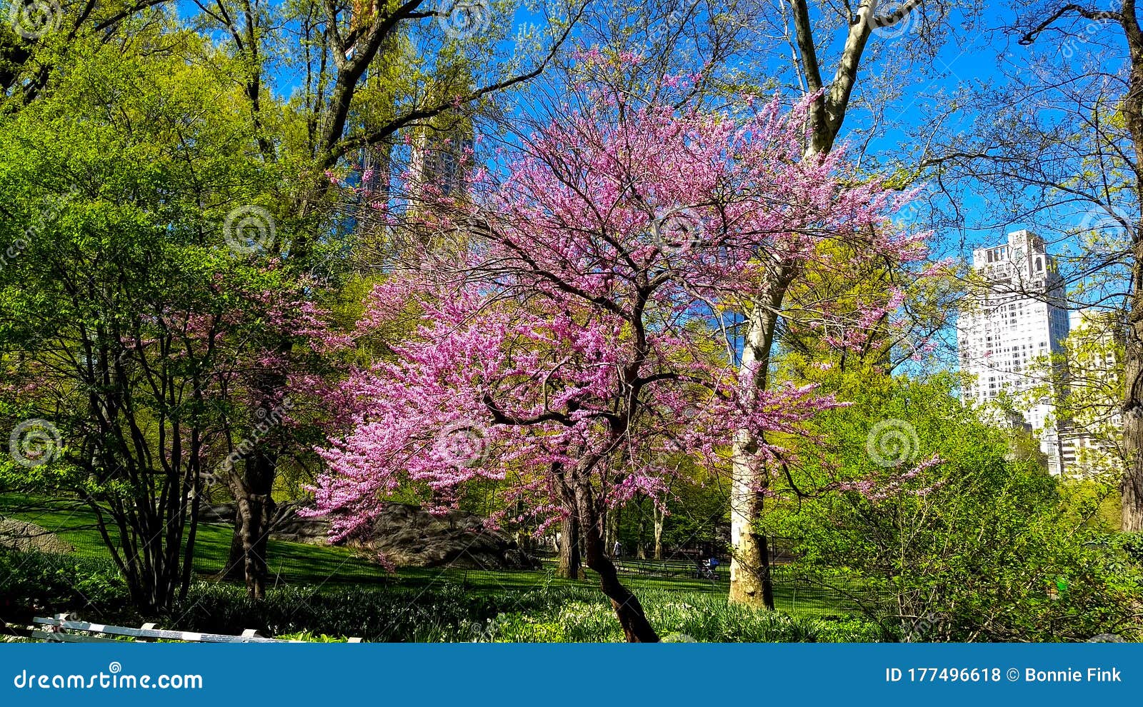 Spring day in Central Park stock photo. Image of modern - 177496618