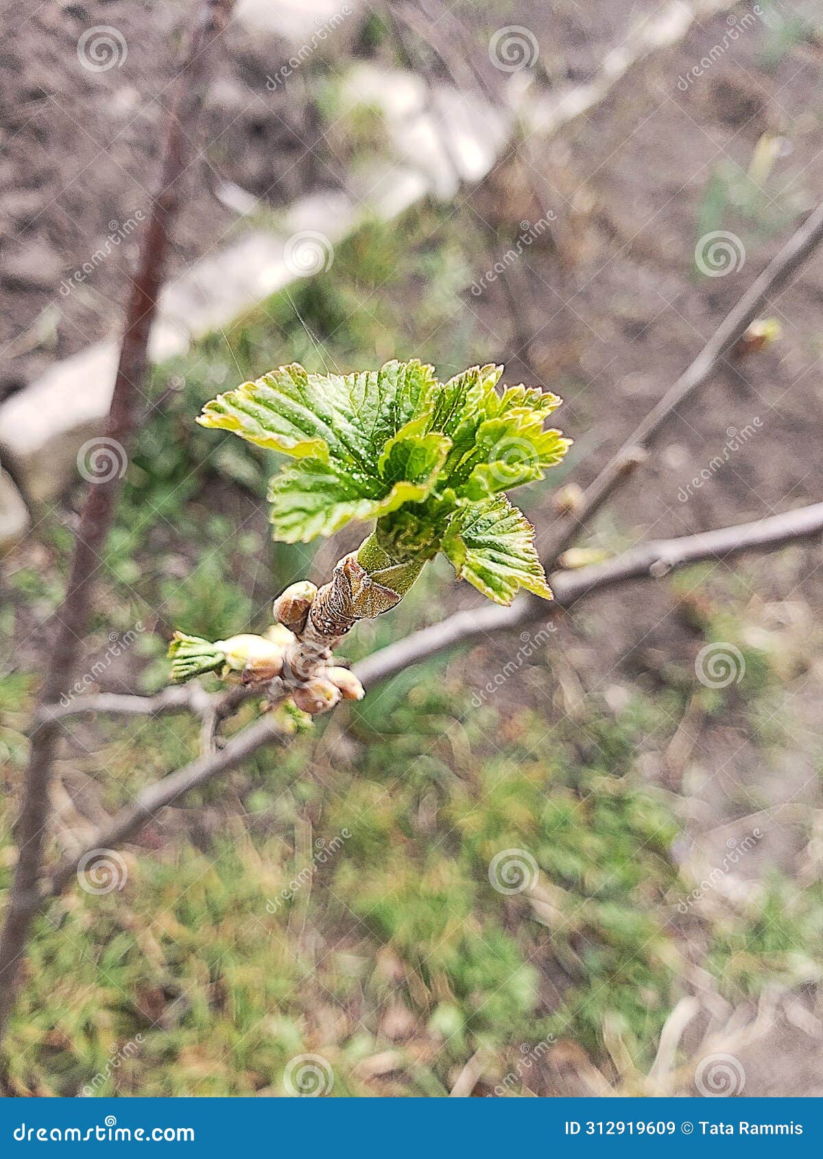Spring, the Garden Bush Has Given Its First Leaves Stock Image - Image ...