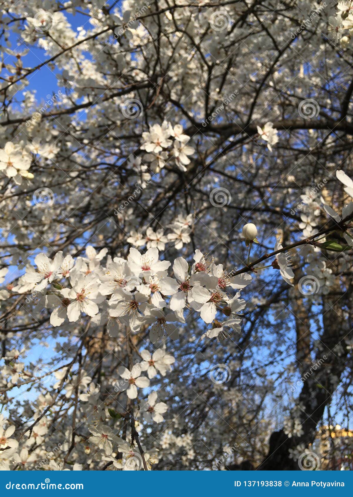 Spring Day, Flowering Trees, First Flowers Bloom Stock Photo - Image of ...