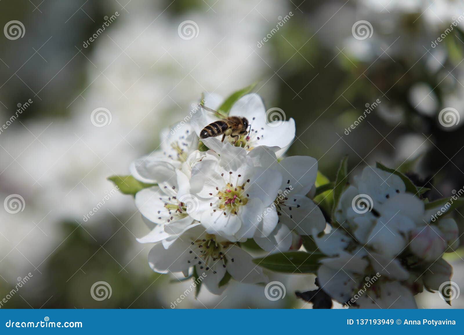 Spring Day, Flowering Trees, First Flowers Bloom Stock Image - Image of ...