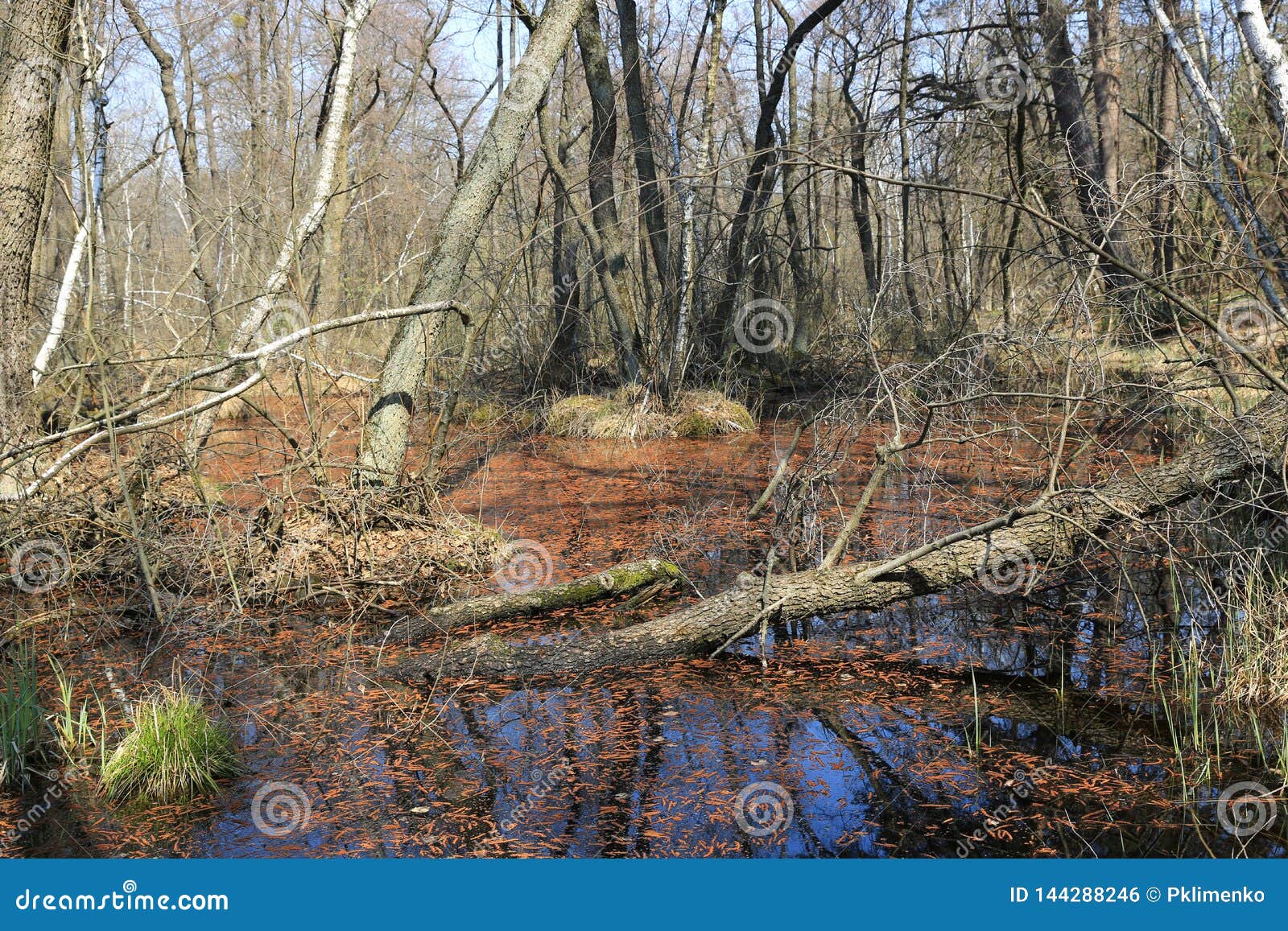 Spring day on forest bog stock photo. Image of landscape - 144288246