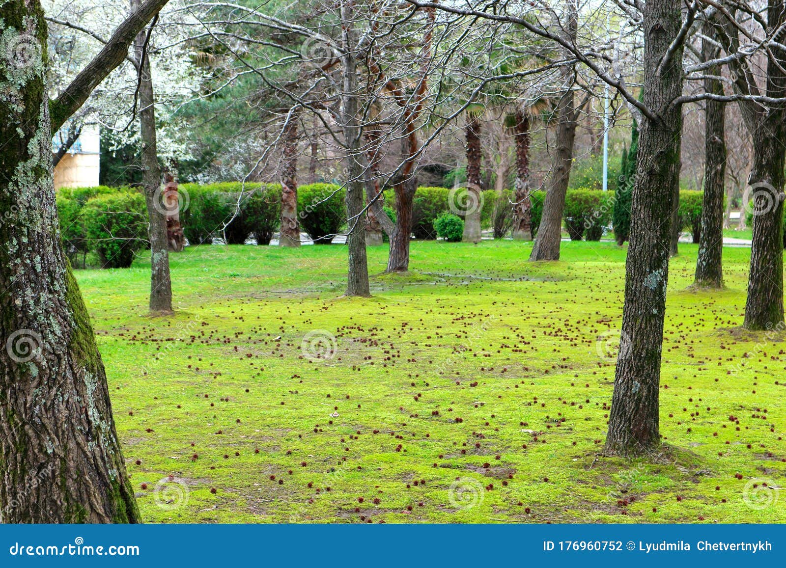 Spring Day in the Green Mossy Park Stock Photo - Image of colorful ...