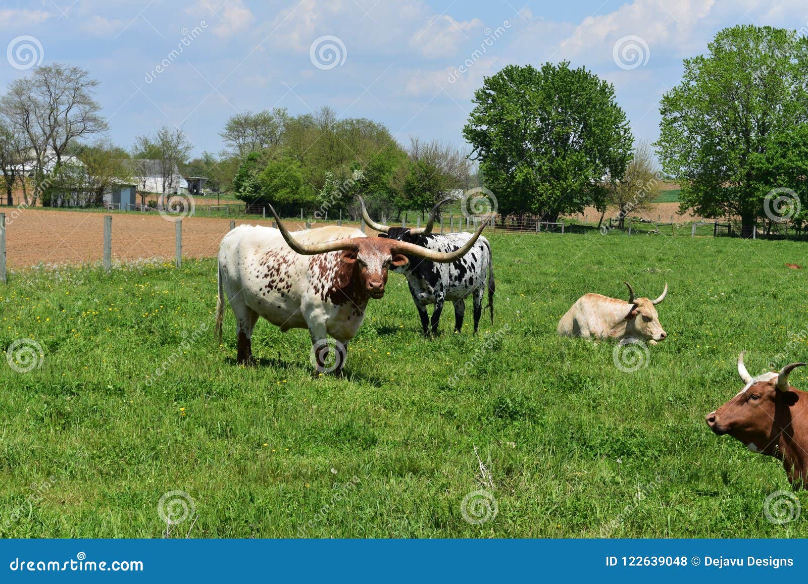 Beautiful Farm with Livestock on a Spring Day Stock Photo - Image of ...