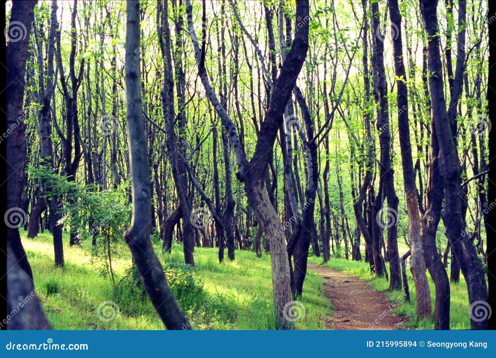 Resolutely and Confidently Like a Tree Stock Photo - Image of branch ...
