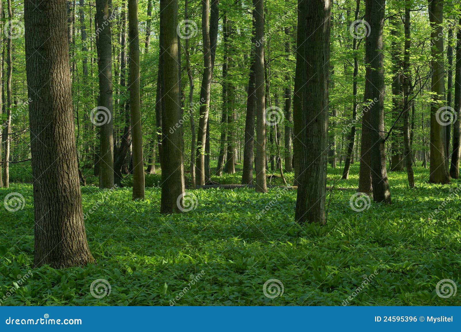 Spring Deciduous Forest. Widescreen Panoramic Side View 15x5 Format ...