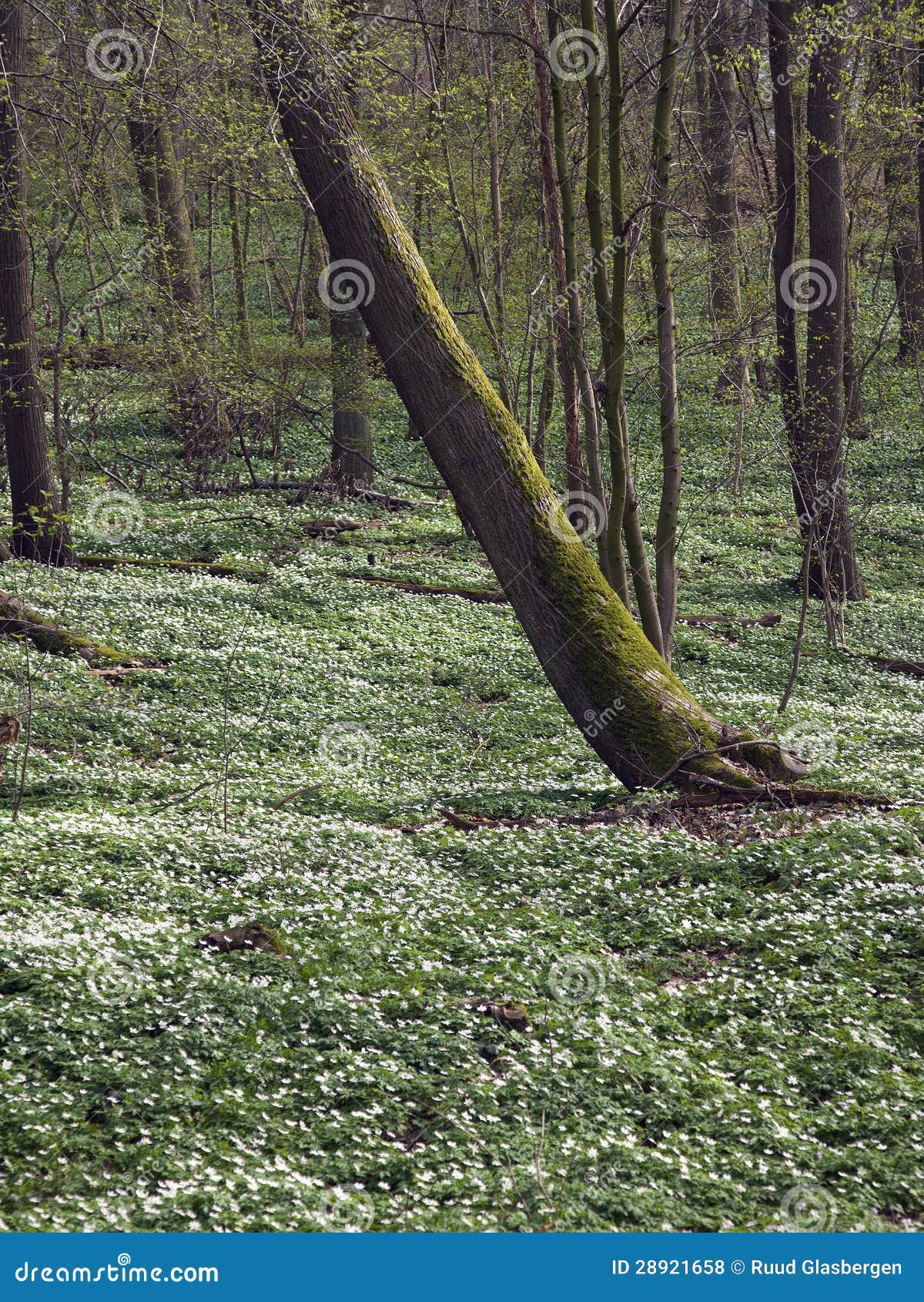 Spring in the Deciduous Forest Stock Photo - Image of spring, green ...