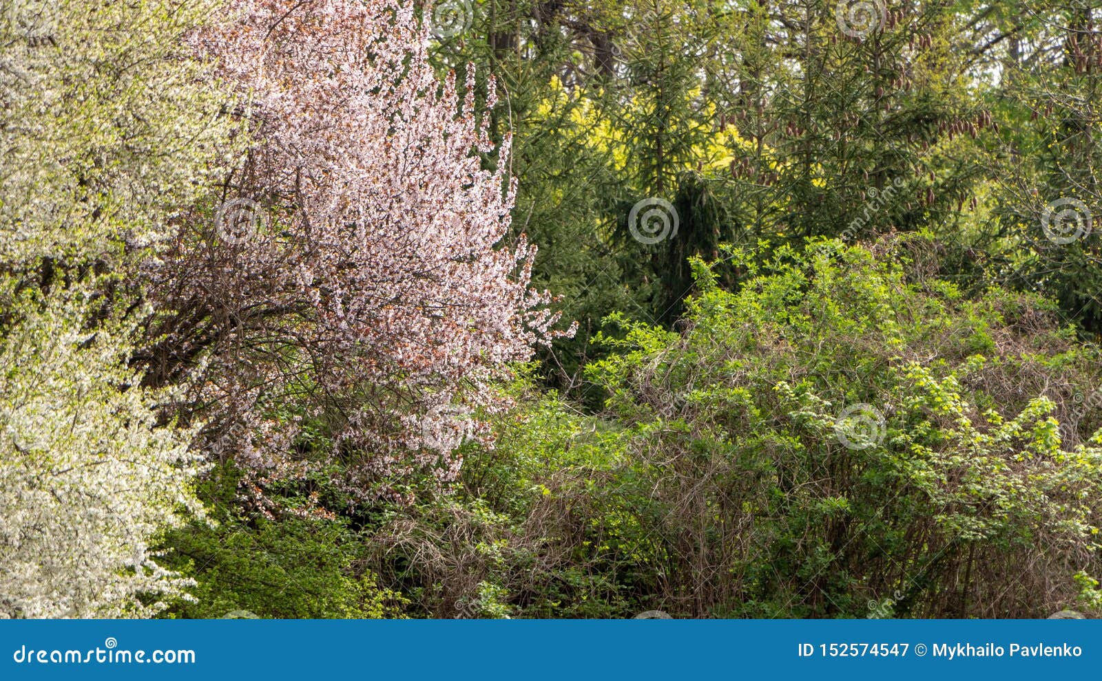 Spring Deciduous Forest, with Green Trees, Grass, and Flowering Bushes ...