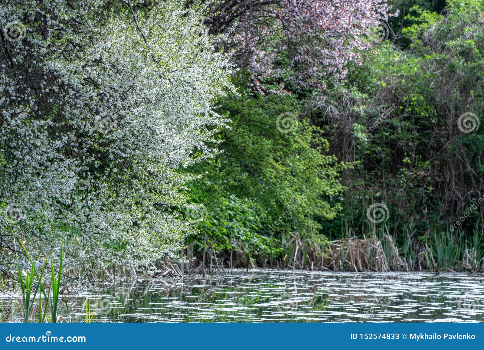 Spring Deciduous Forest, with Green Trees, Grass, and Flowering Bushes ...