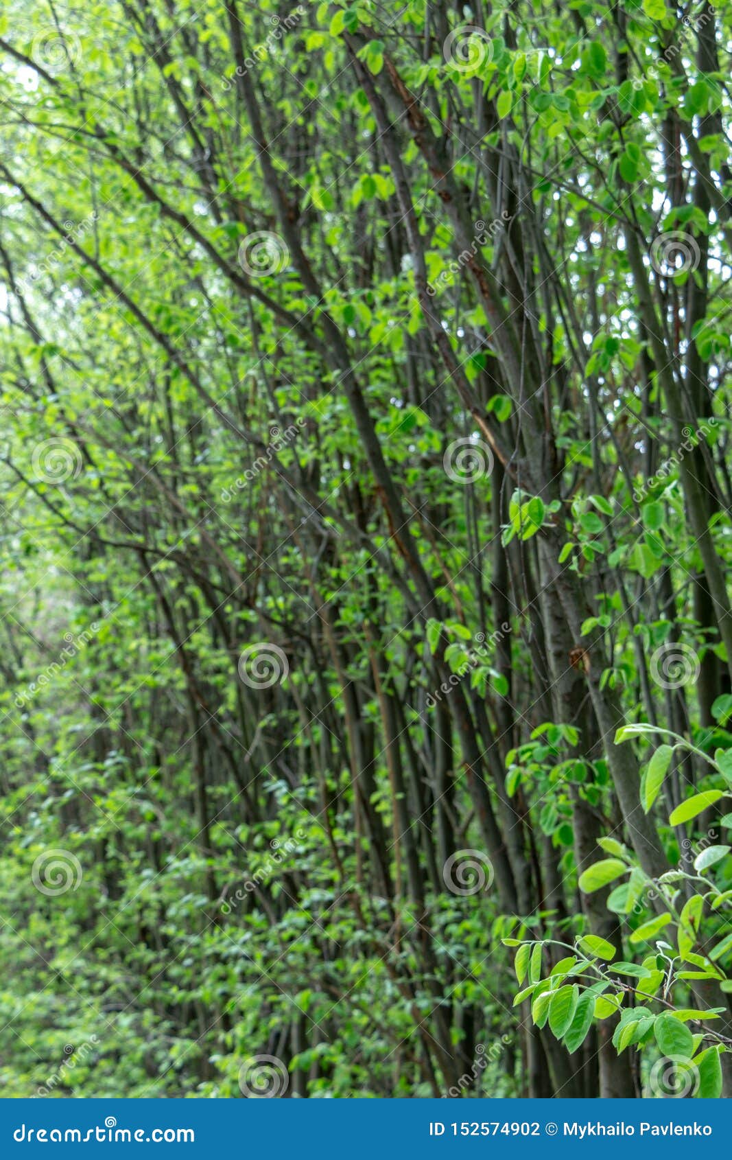 Spring Deciduous Forest, with Green Trees, Grass, and Flowering Bushes ...