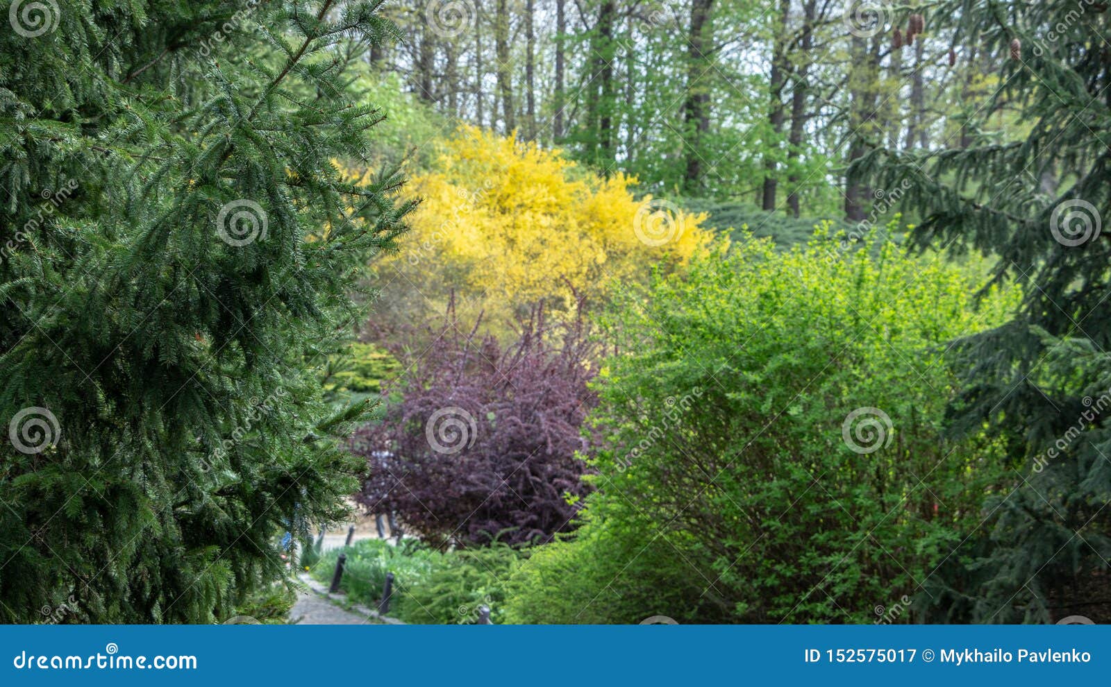 Spring Deciduous Forest, with Green Trees, Grass, and Flowering Bushes ...