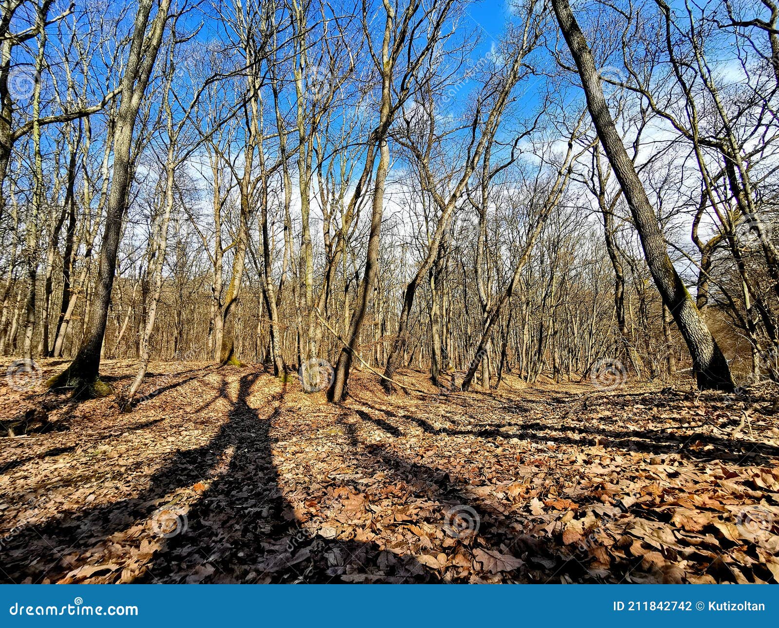 Spring Deciduous Forest Landscape with the Blue Sky Stock Photo - Image ...