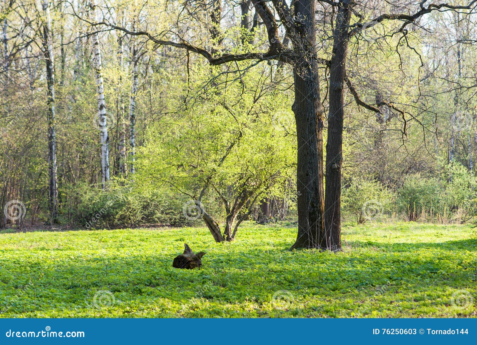 Spring in the Deciduous Forest Stock Image - Image of wood, tree: 76250603