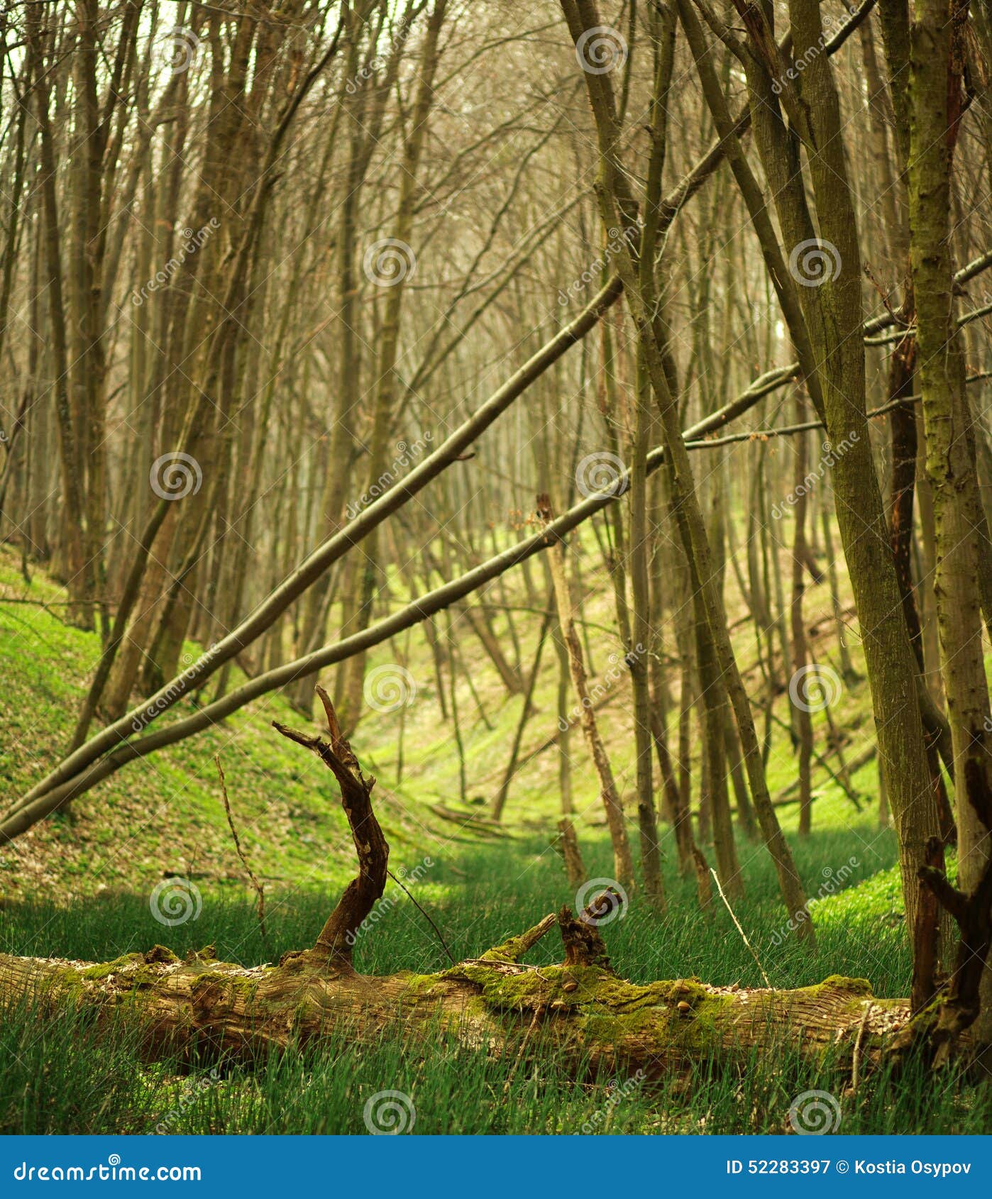 Spring Deciduous Forest with Trees and Green Grass Stock Image - Image ...