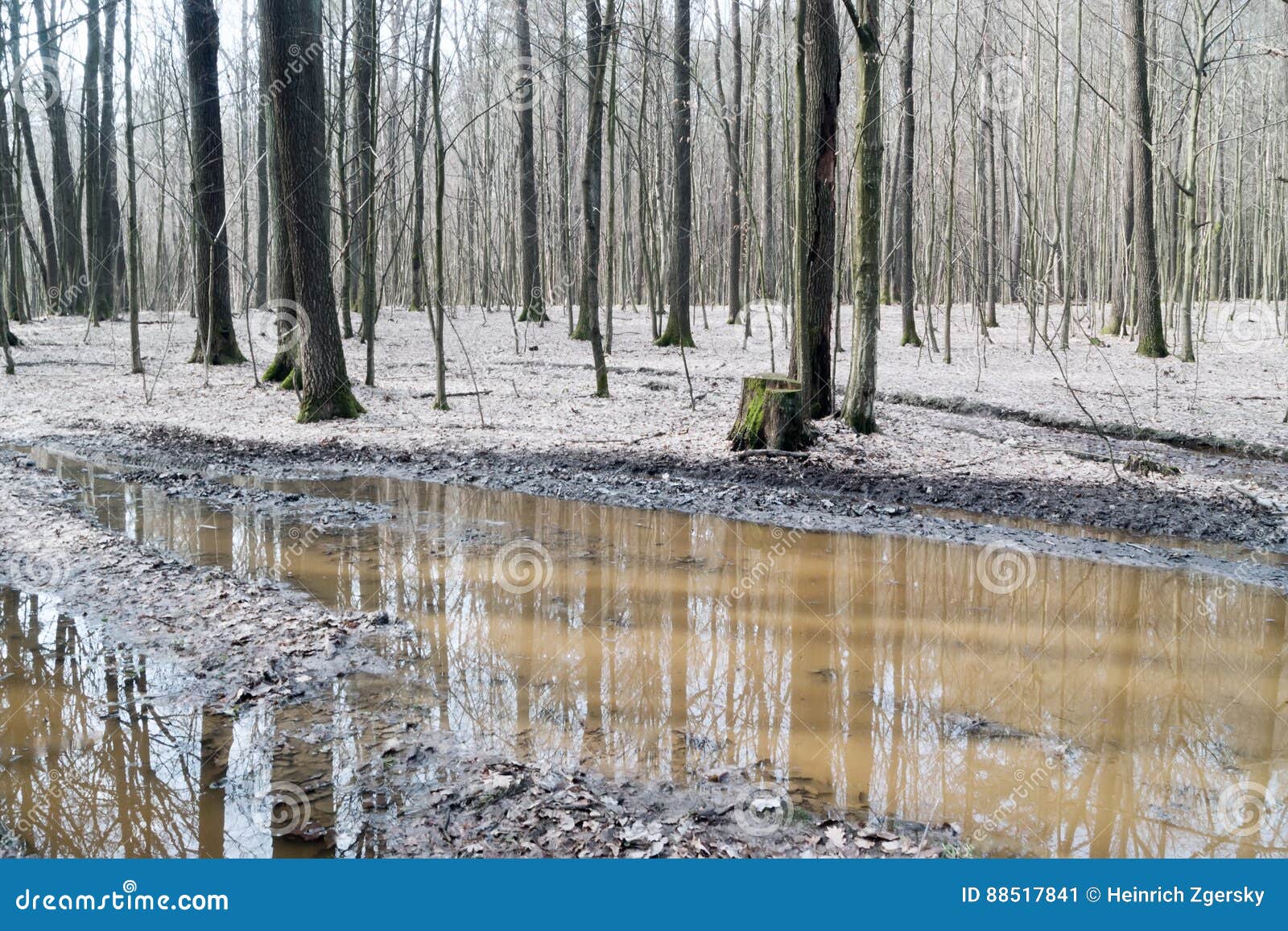Spring deciduous forest stock image. Image of spring - 88517841