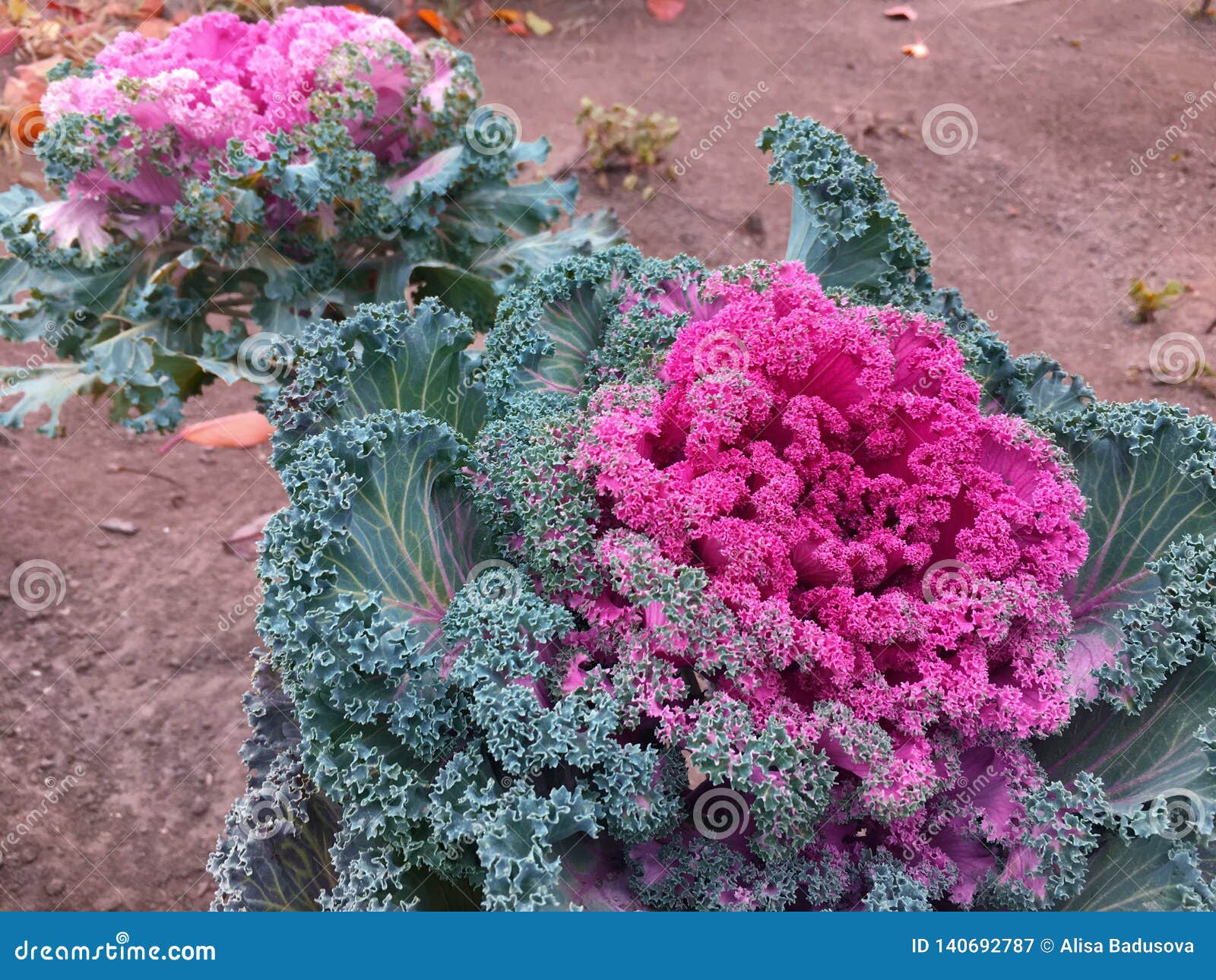 A Spring Decorative Cabbage is in a Bouquet, Floral Background Stock ...