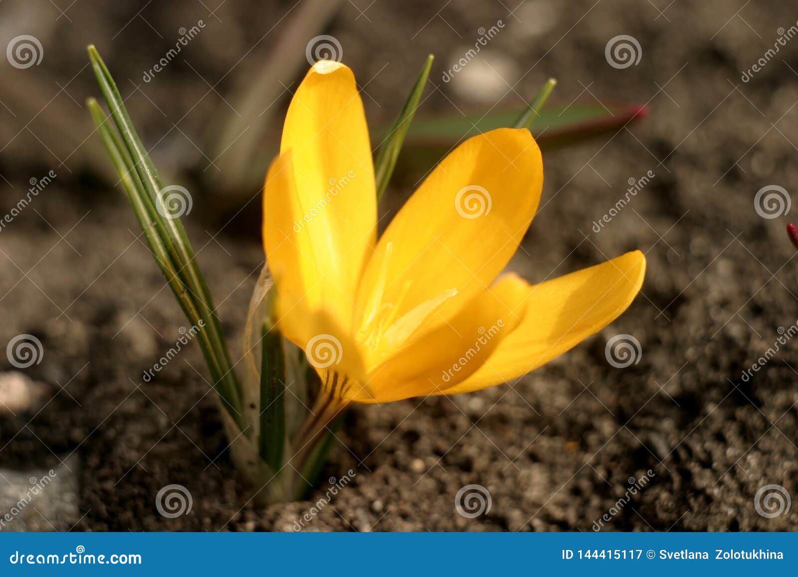 Spring Decorative Flowers of Bright Yellow, Small, Crocus. Stock Image ...