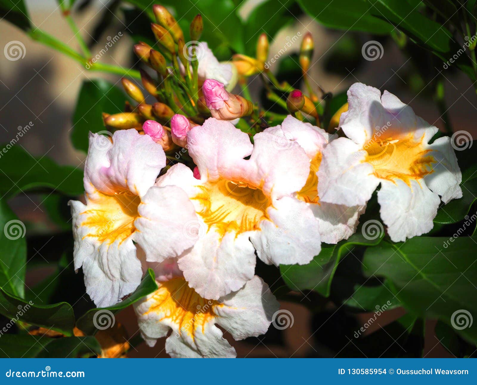 Spring Deli Ate Flowers, White Flowers Stock Photo - Image of deli ...