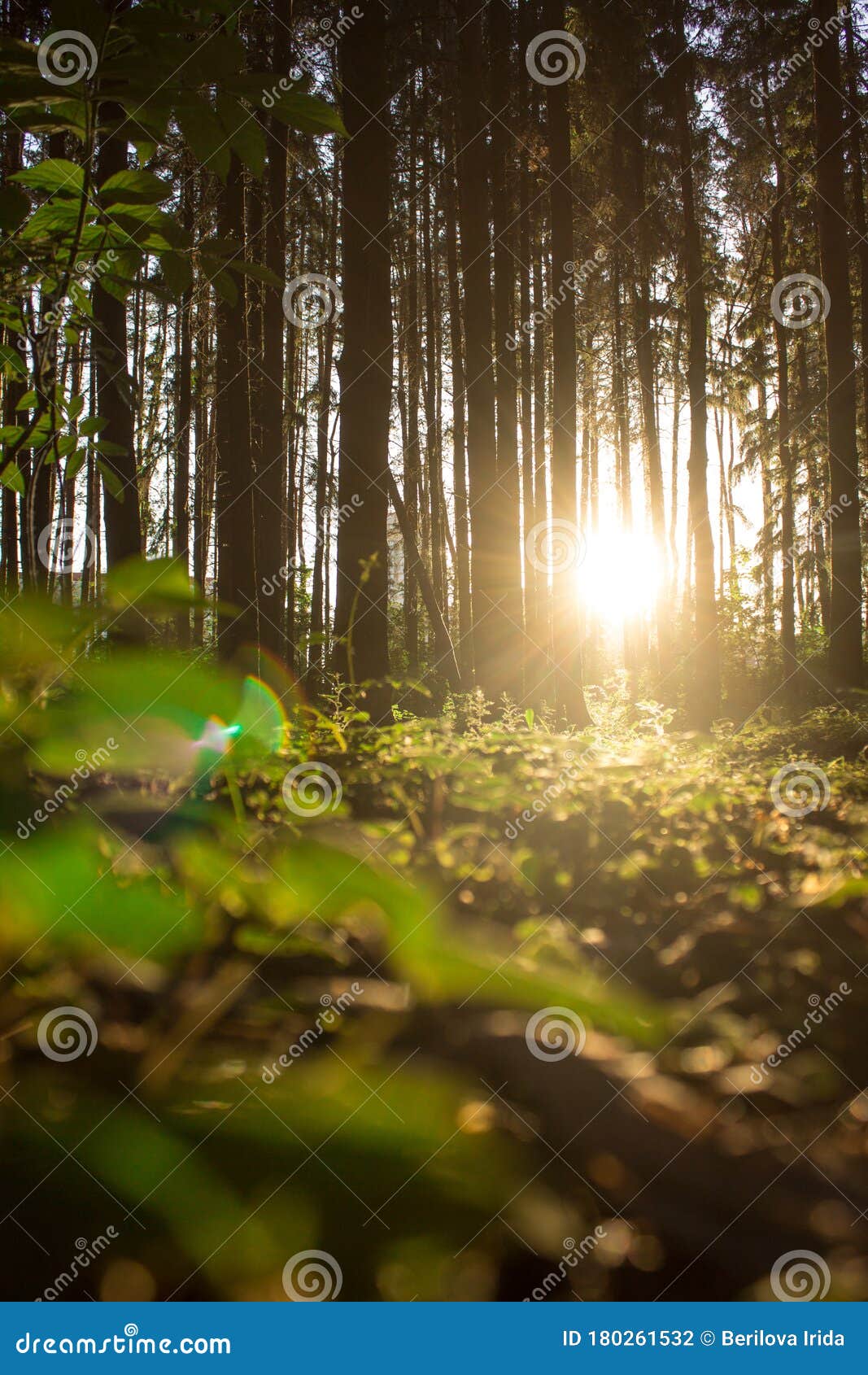 Spring Dense Forest. the Sun S Rays Shine through the Foliage Stock ...