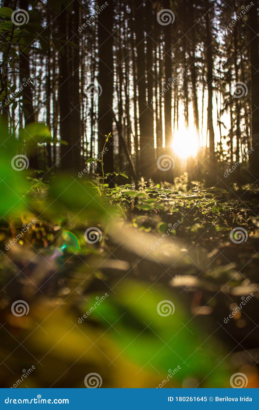 Spring Dense Forest. the Sun S Rays Shine through the Foliage Stock ...