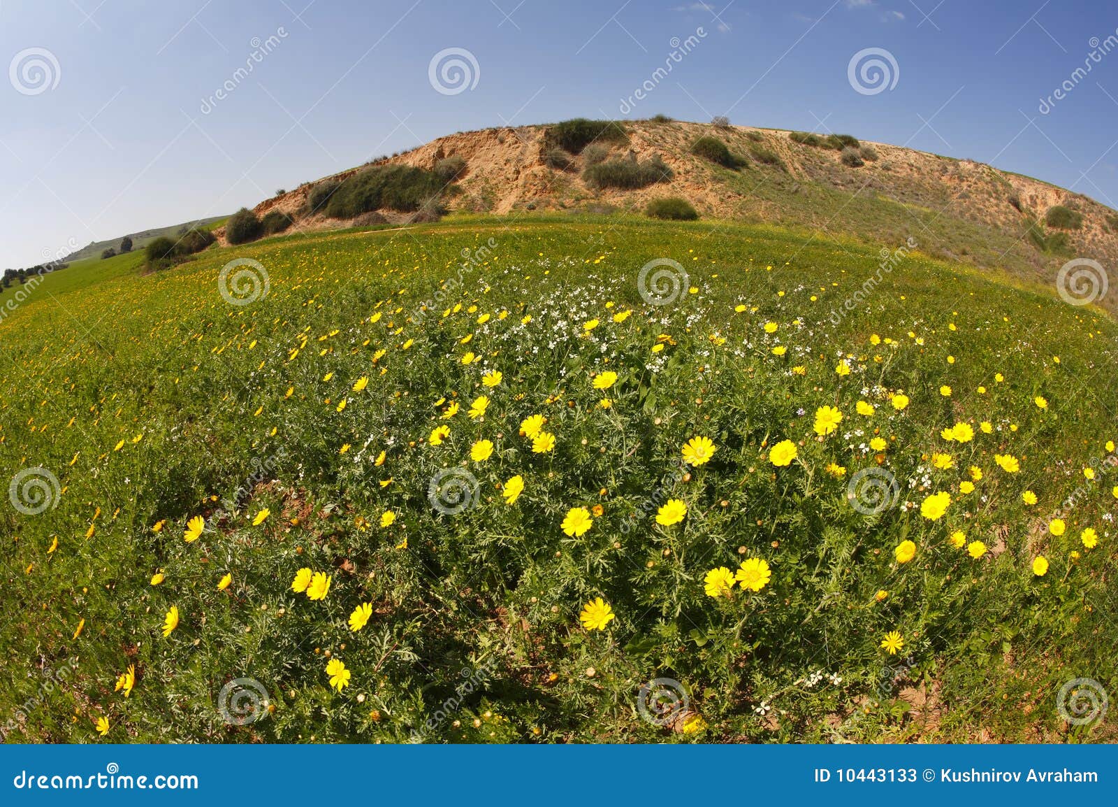 Spring in desert. stock image. Image of light, sunlight - 10443133